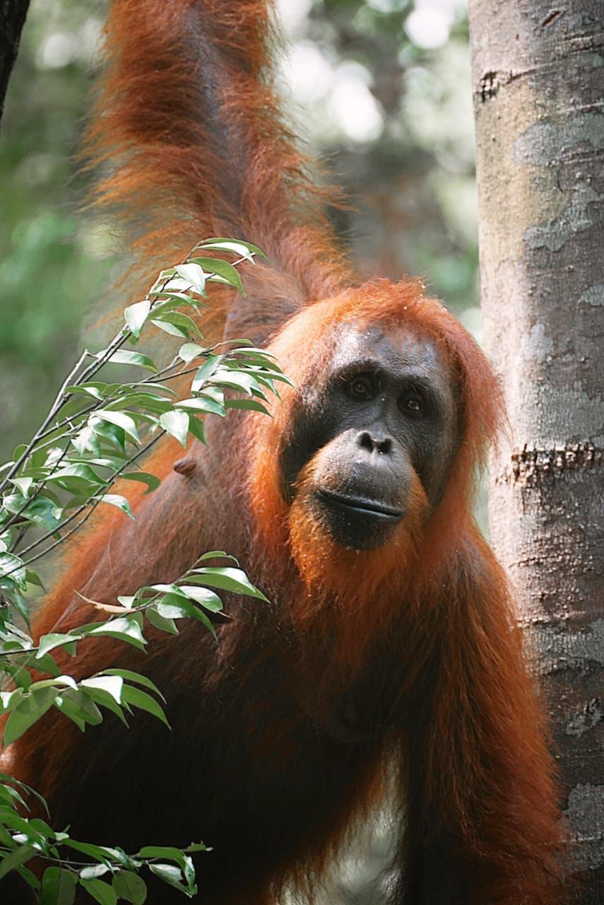 Authentic Borneo: Experience Dayak Villages & Rainforest Wonders